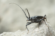 Gray Bug Free Stock Photo - Public Domain Pictures
