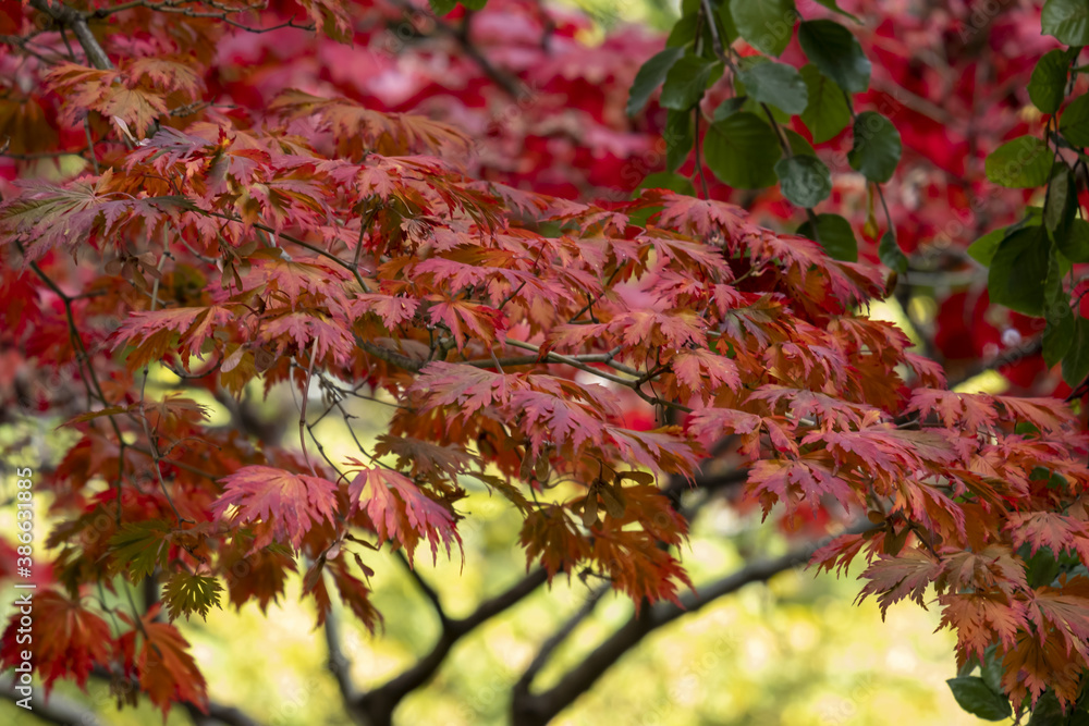 Close-up of graceful red leaves of Japanese Maple, Acer palmatum ...