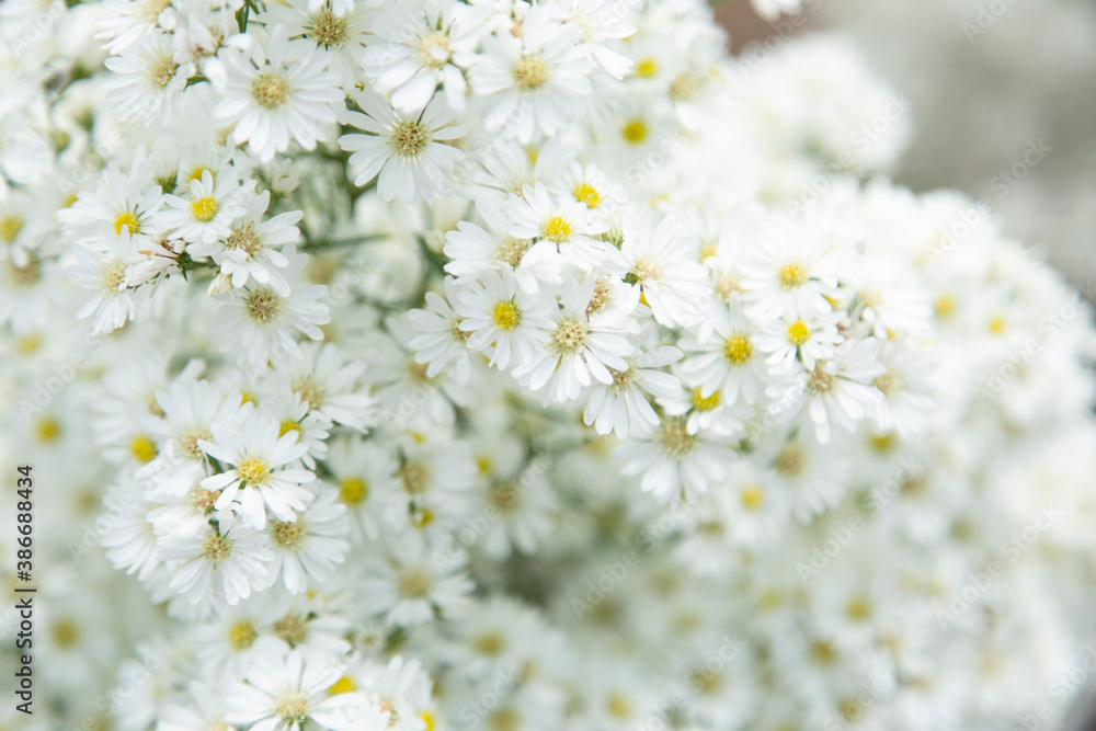 Beautiful white cutter flowers in a flower field Natural beauty White ...