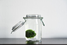 Seaweed Bulb Free Stock Photo - Public Domain Pictures