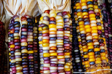 Indian Corn Kernels Free Stock Photo - Public Domain Pictures