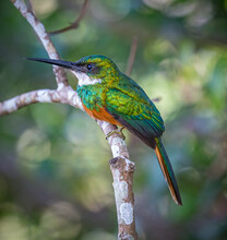 Jacamar Bird On Branch Free Stock Photo - Public Domain Pictures