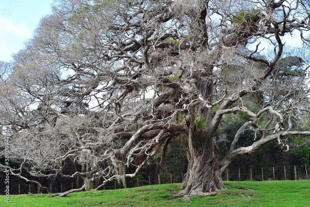 Horizontal view of pohutukawa with aerial roots and epiphytes in ...