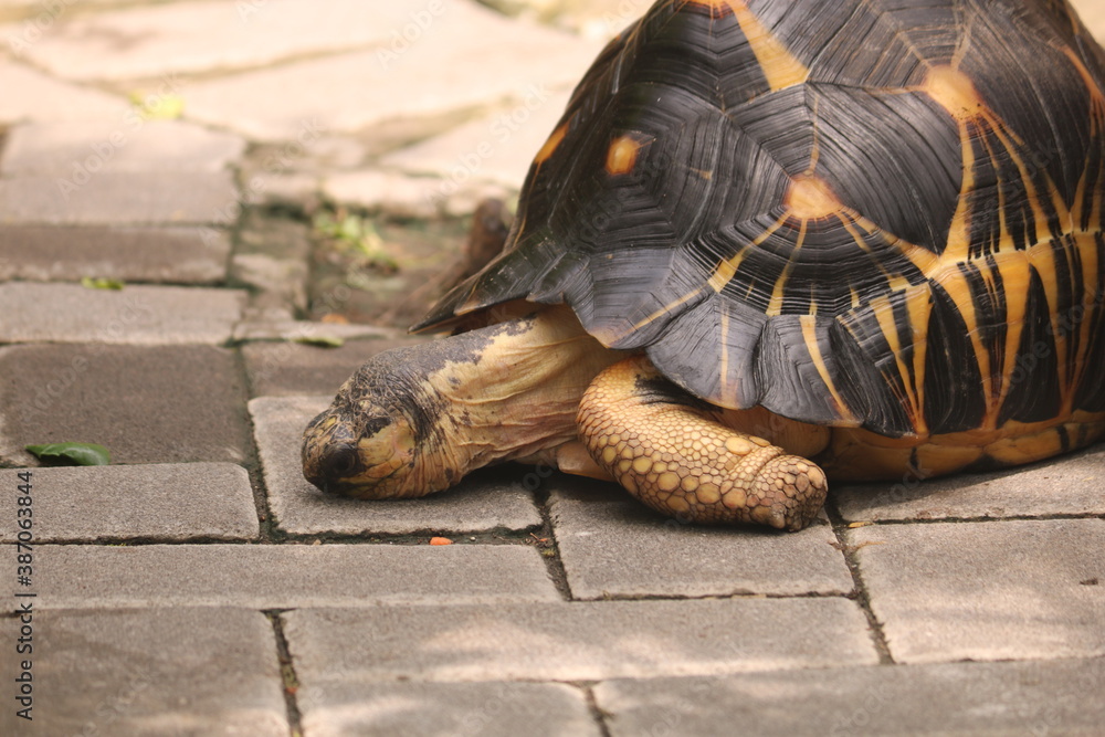 Foto de Stock Turtles are reptiles of the order Testudines ...