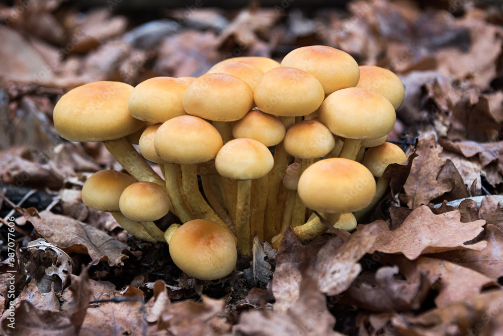Enokitake mushroom, enoki, futu, seafood mushroom, growing edible ...