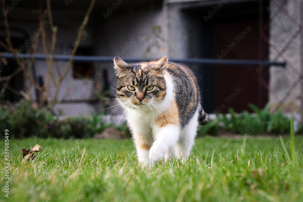 Predator walk through the wild Czech nature near the mountains. Felis ...