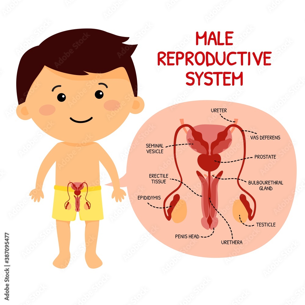 male reproductive system Stock Illustration | Adobe Stock