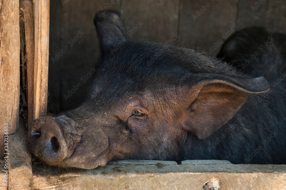Sad black pig waiting in his corral for being sacrificed in a Torajan ...