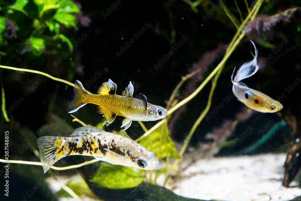 Pacific Blue Eye Signifer Rainbowfish (Pseudomugil signifer) courting ...
