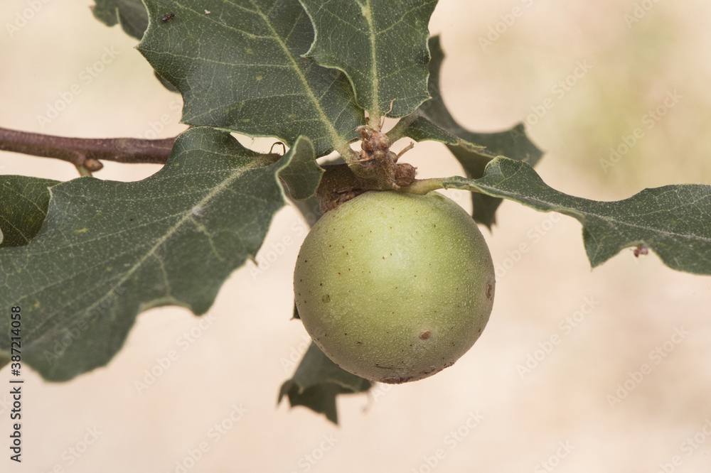 Andricus kollari marble galls ball-shaped outgrowths that appear on ...