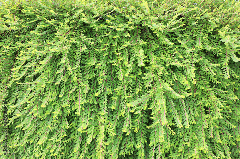 Phyllanthus Myrtifolius or Mousetail Plants Stock Photo | Adobe Stock