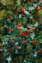 Holly Tree Free Stock Photo - Public Domain Pictures