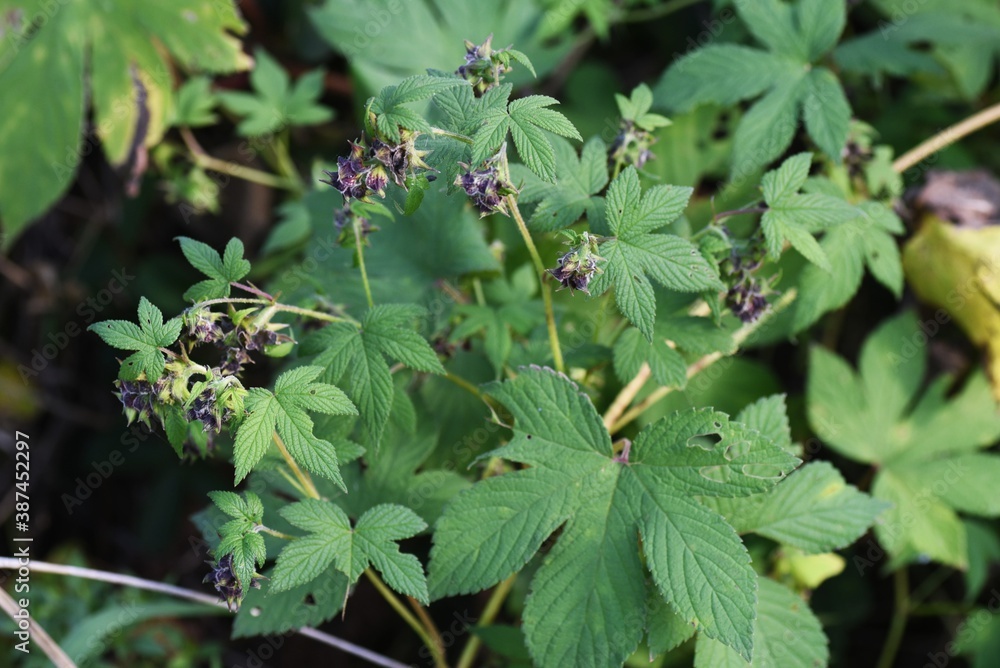 Humulus scandens female flower / Cannabaceae annual vine grass. Stock ...
