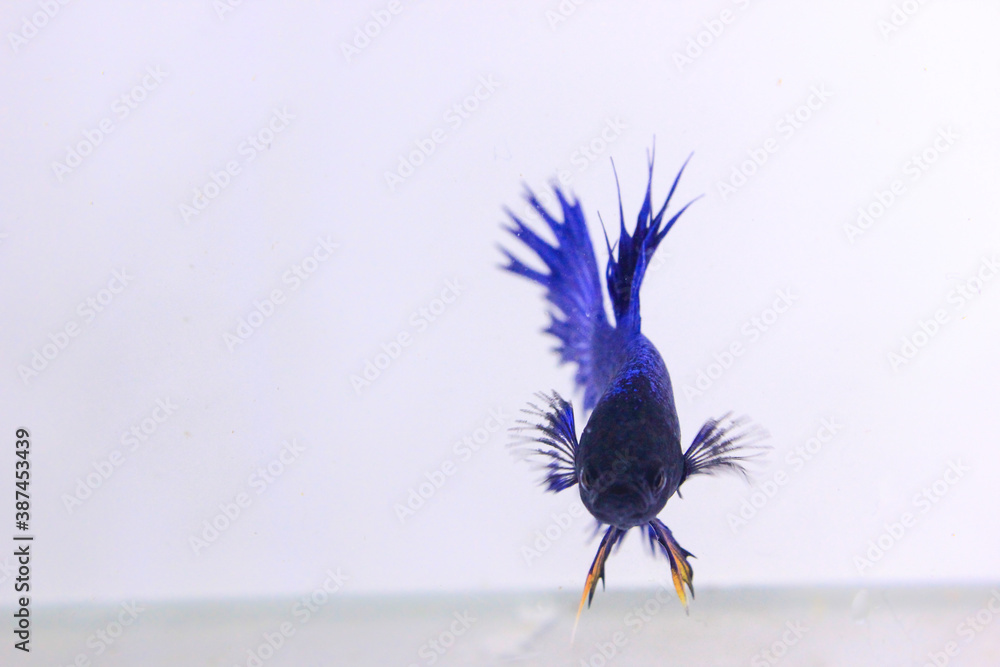blue crowntail betta fish. The blue betta fish with a yellow ...