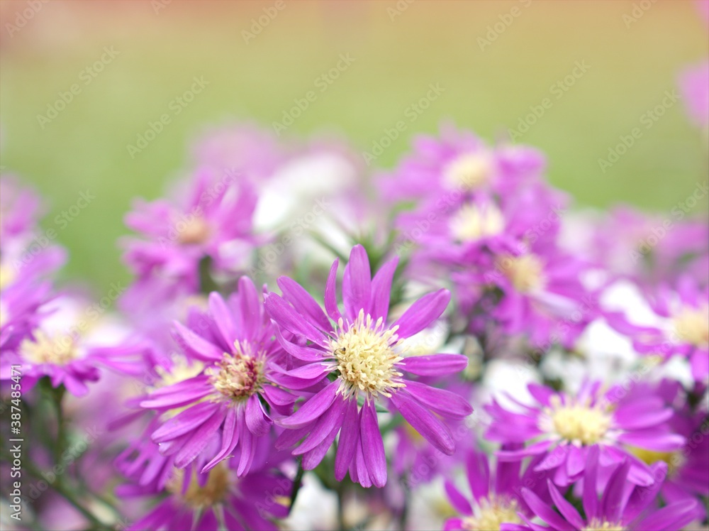 Closeup pink petals of purple Tatarian aster tataricus daisy flower ...
