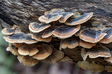 Green Turkey Tail Fungus On Log Free Stock Photo - Public Domain Pictures