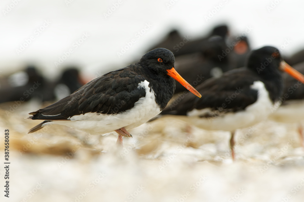 South Island Oystercatcher - Haematopus finschi - torea in maori, one ...