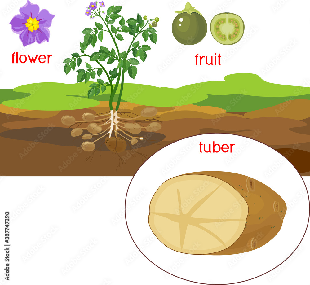 Parts of plant. Morphology of potato plant with title Stock Vector ...