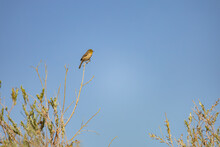 Verdin Bird Free Stock Photo - Public Domain Pictures