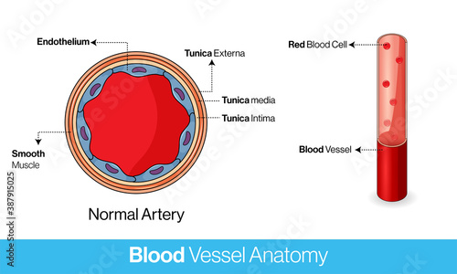Cross section of blood vessel, Artery or capillary of Human body vector ...