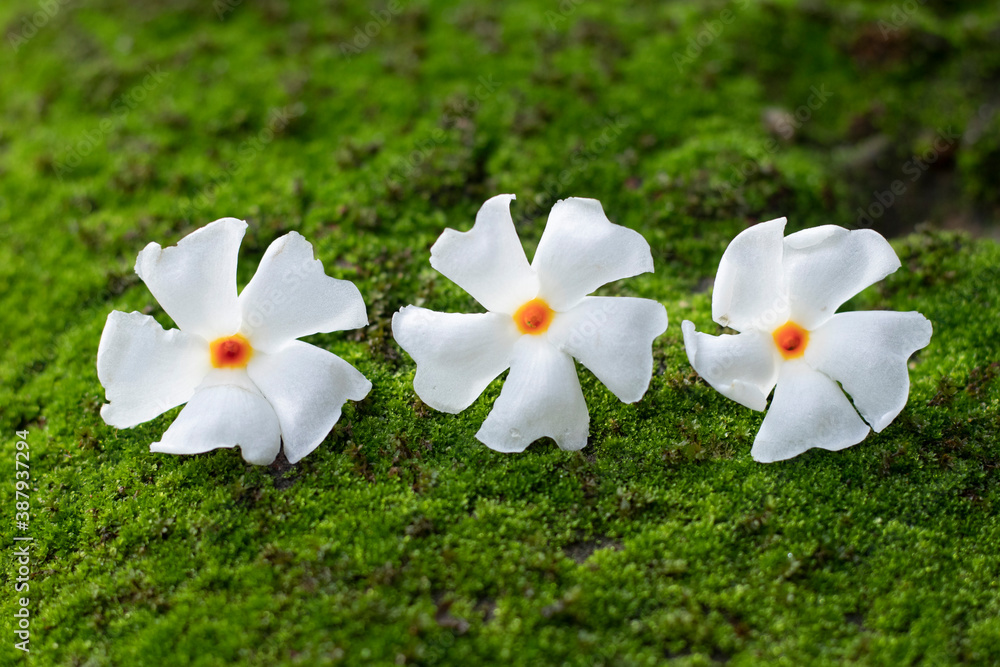 Shiuli Flower, Night blooming jasmine, Nyctanthes Stock Photo | Adobe Stock