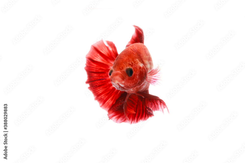 Red beautiful Siamese fighting fish short tail and fin swimming ...