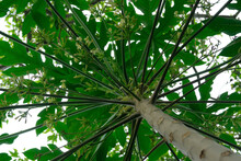 Male Papaya Tree With Flower Free Stock Photo - Public Domain Pictures
