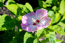 White Swamp Rose Mallow Wildflower Free Stock Photo - Public Domain ...