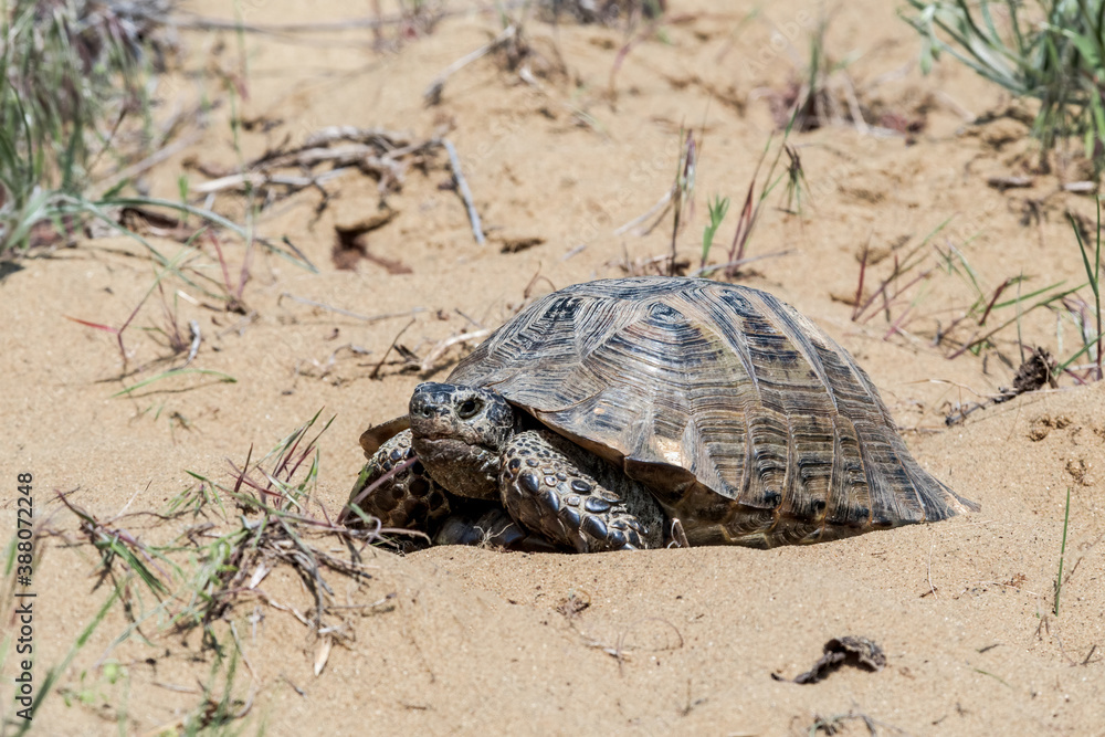 Spur-thighed Tortoise (Testudo graeca) in the foothills, Caucasus ...