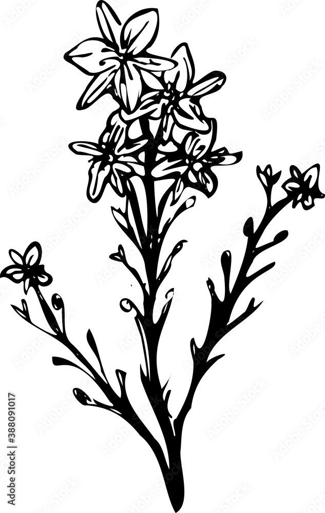 Illustration Stock Asphodel flower with leafless stem Botanical drawing ...
