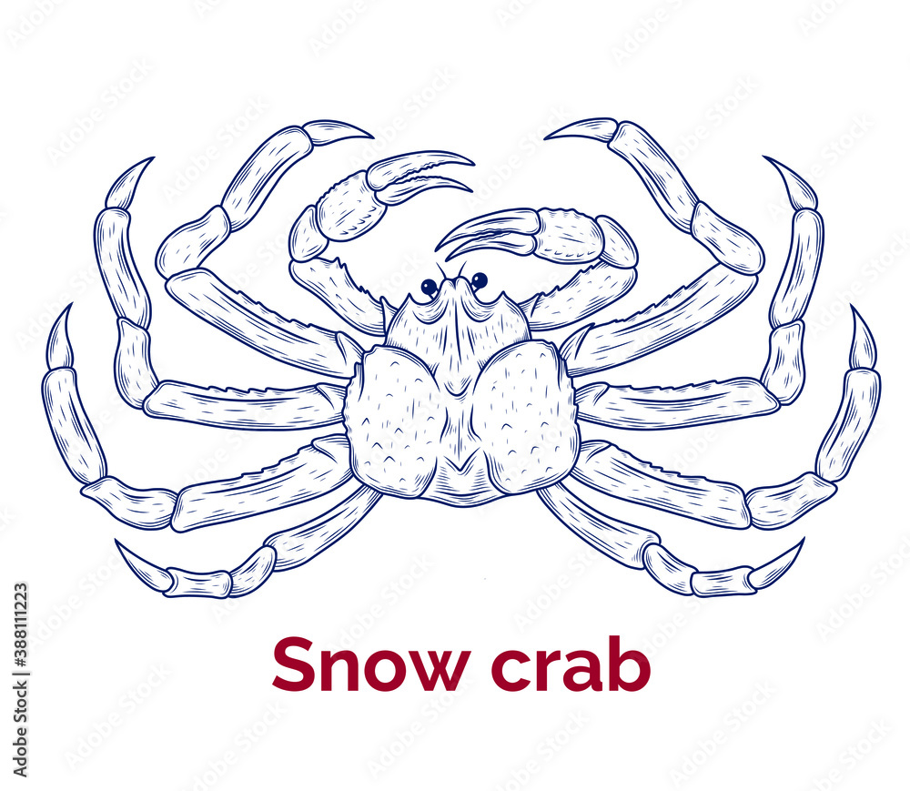 Vector sketch illustration of fresh snow crab drawing isolated on white ...