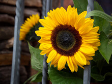 Sunflower Grid Pattern Free Stock Photo - Public Domain Pictures