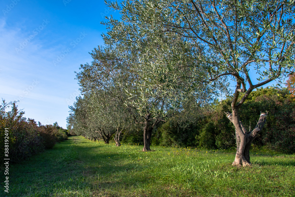 ZADAR, CROATIA, 25.10.2020. Olive trees in Dalmatia just before harvest ...