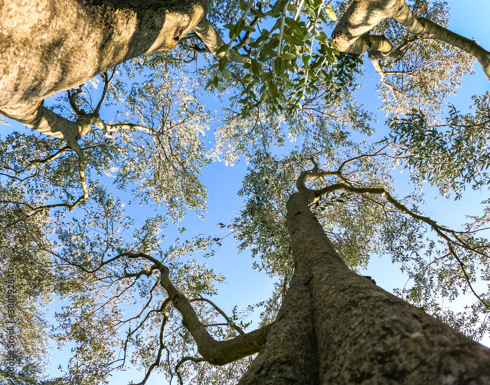 ZADAR, CROATIA, 25.10.2020. Olive trees in Dalmatia just before harvest ...