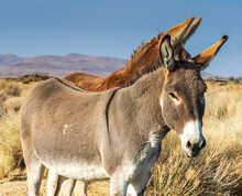 Wild Burro Face Free Stock Photo - Public Domain Pictures