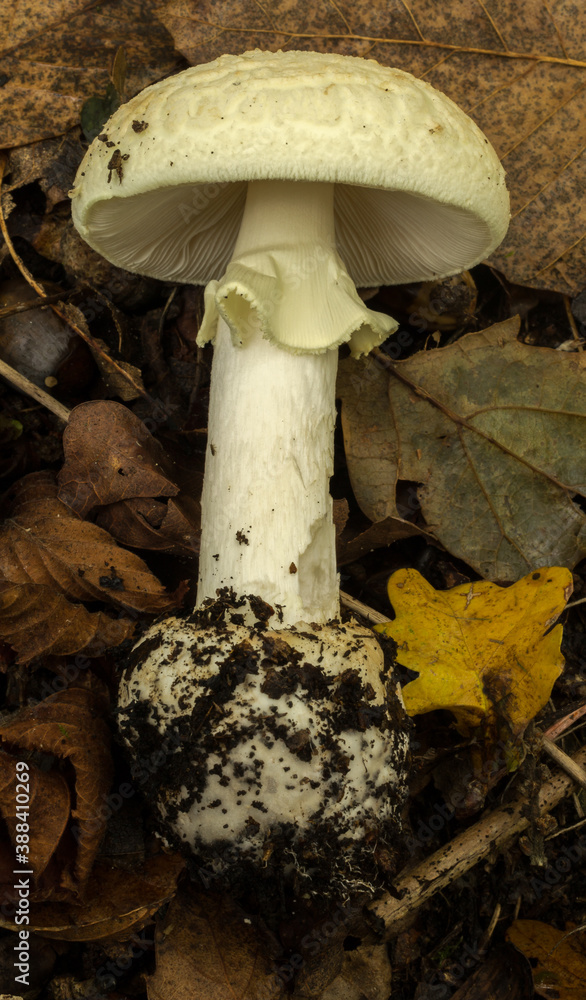 The cap, stem and volva of the death cap or amanita phalloides mushroom ...