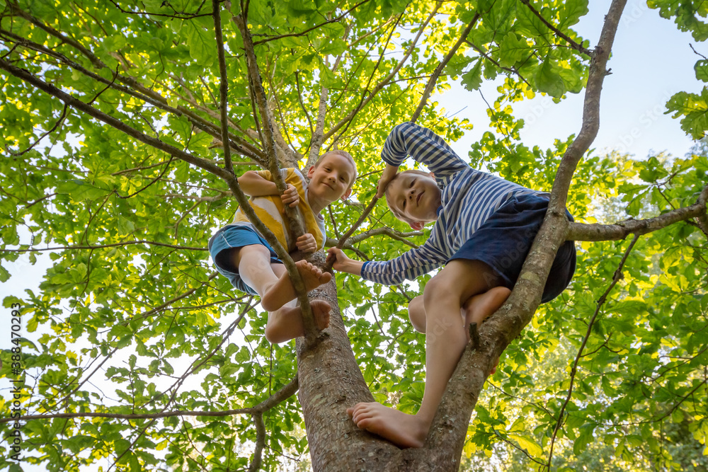 Two little boys friends climbed tree and look smiling. Happy children ...