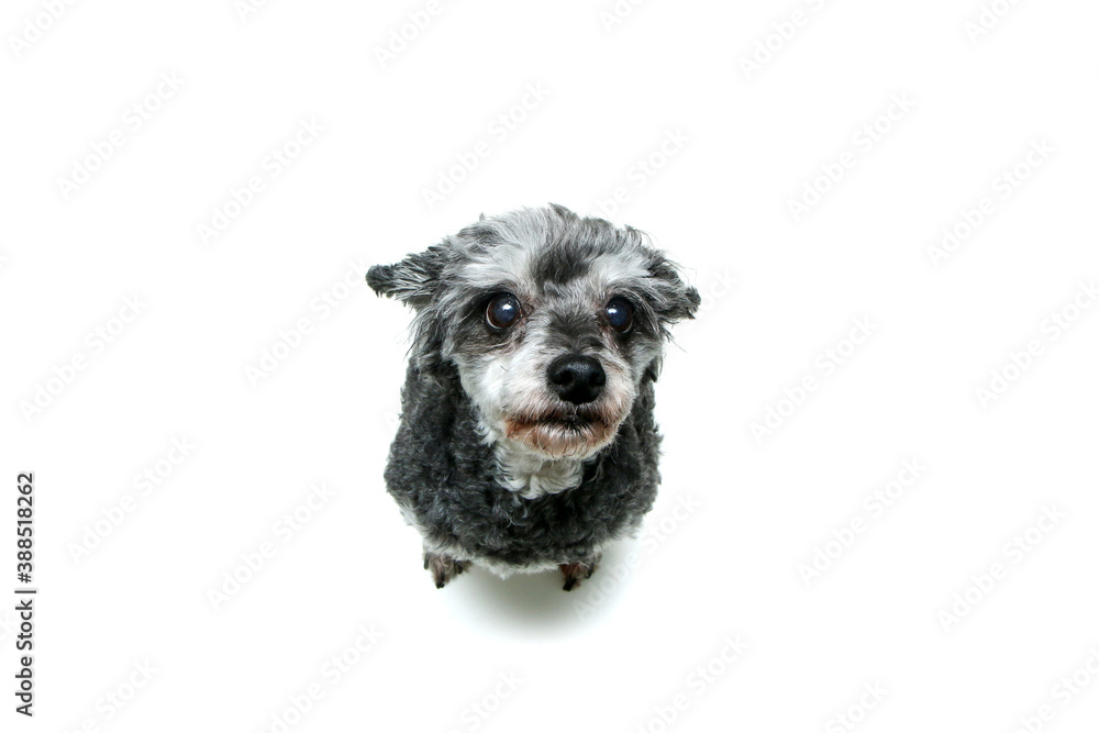 The cute crossbreed of shi tzu and poodle sitting and looking shy and ...