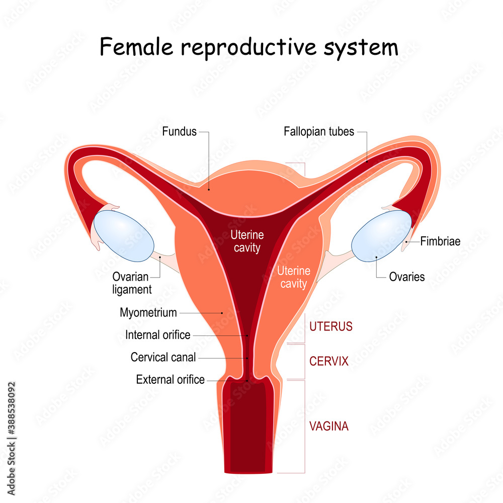 female reproductive system. Uterus anatomy. Stock Vector | Adobe Stock