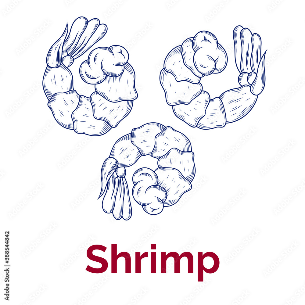 Vector sketch illustration of fresh shrimp drawing isolated on white ...