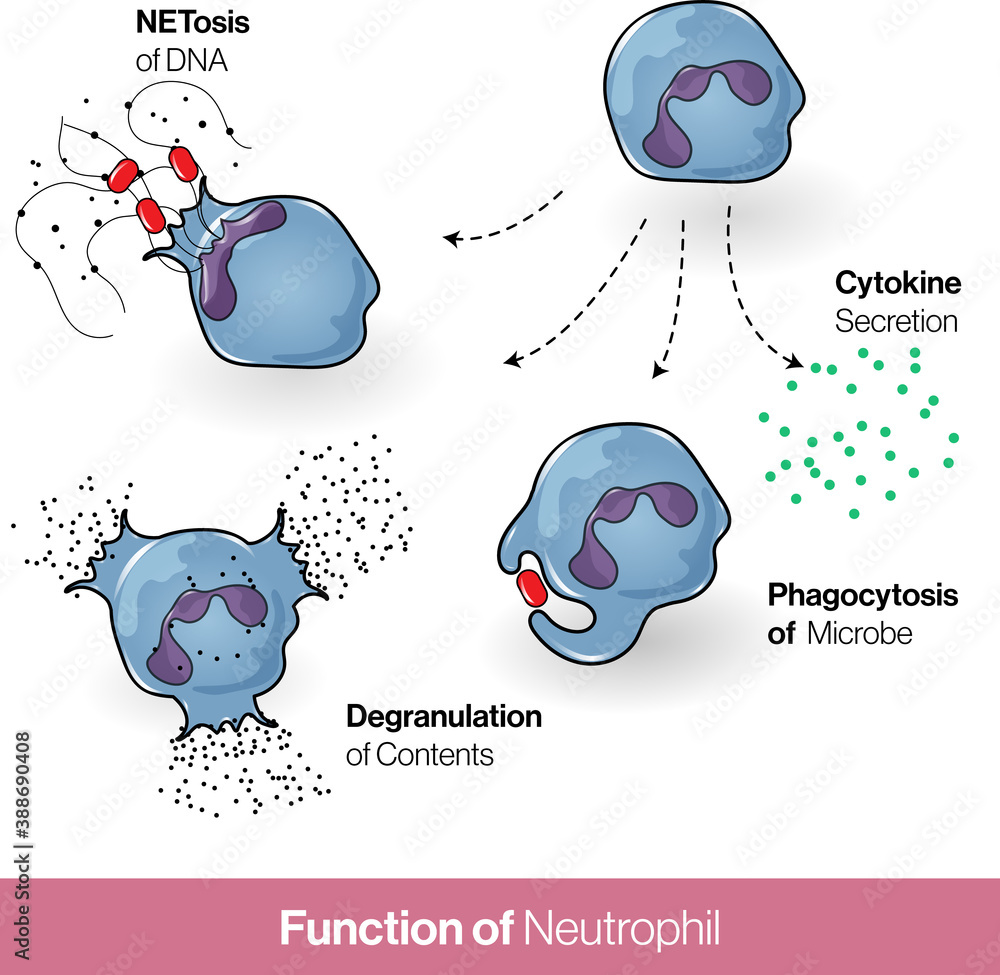 Neutrophil Function: Secretion of granules, Cytokine, phagocytosis ...