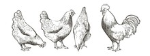 Chickens Vintage Illustration Free Stock Photo - Public Domain Pictures