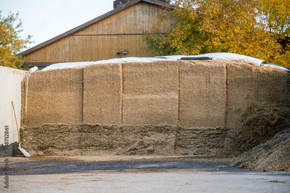 Preserved winter fodder for cows on the farm Stock Photo | Adobe Stock