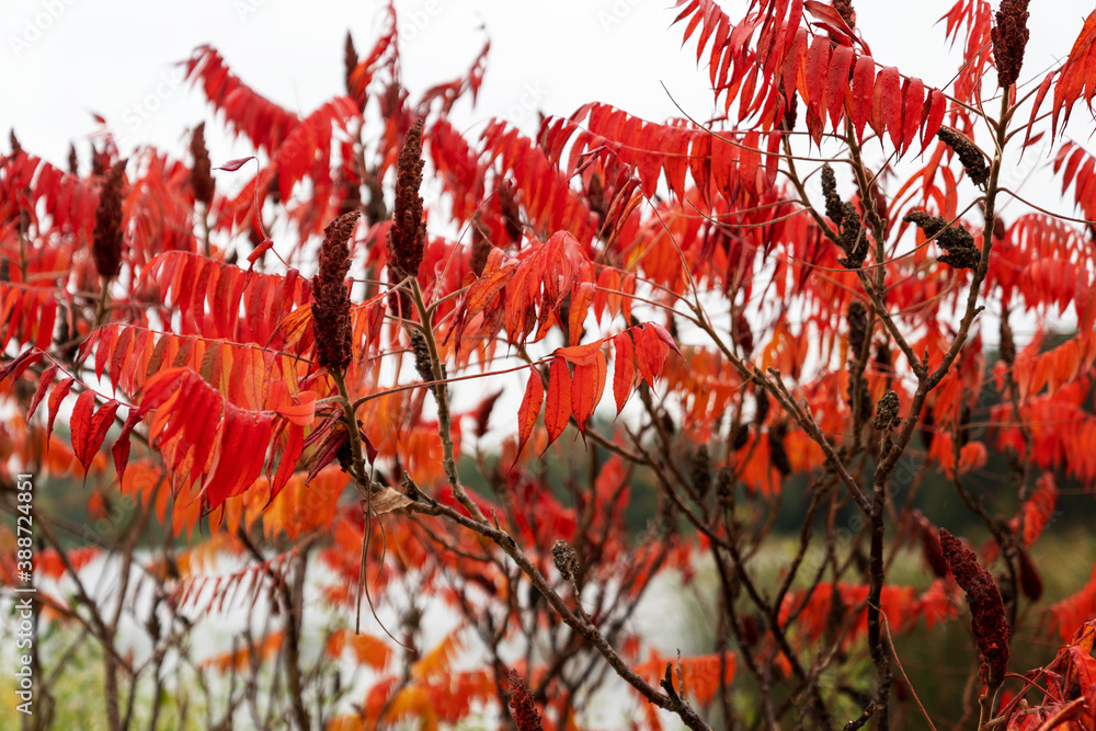 Red sumac leaves in autumn. Plant grows over the lake in regional park ...