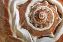 Detailed Spiral Sea Shell Free Stock Photo - Public Domain Pictures