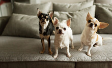 Chihuahuas Free Stock Photo - Public Domain Pictures