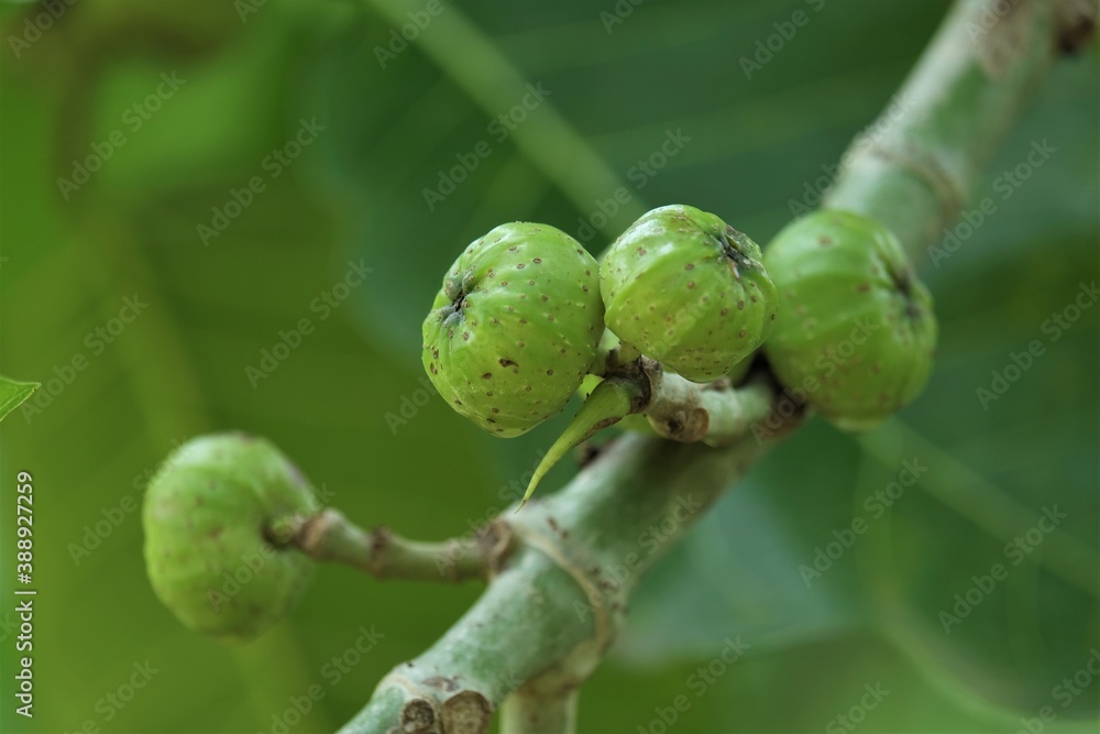 Ficus racemosa is a species of plant in the family Moraceae. Commonly ...