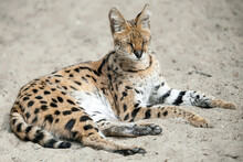 African Serval Cat Close-up Gratis Stock Bild - Public Domain Pictures