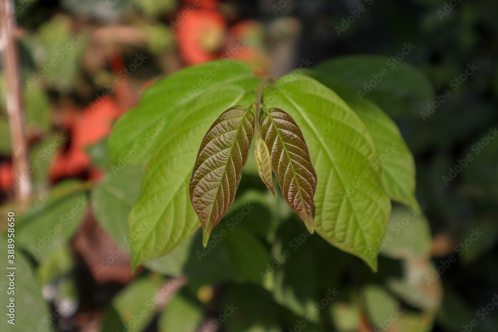 Beautiful texture of Kratom Plant (Mitragyna speciosa) leaves. This ...