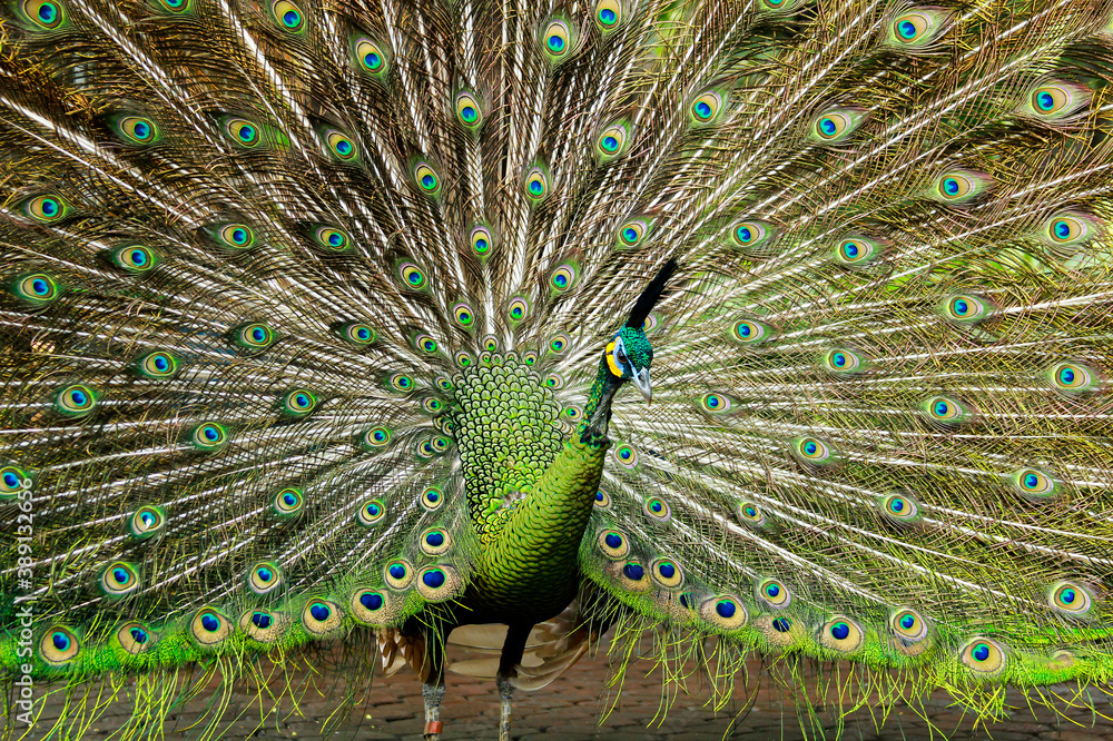 Merak/Peacocks, Peafowl is a common name for three species of birds in ...